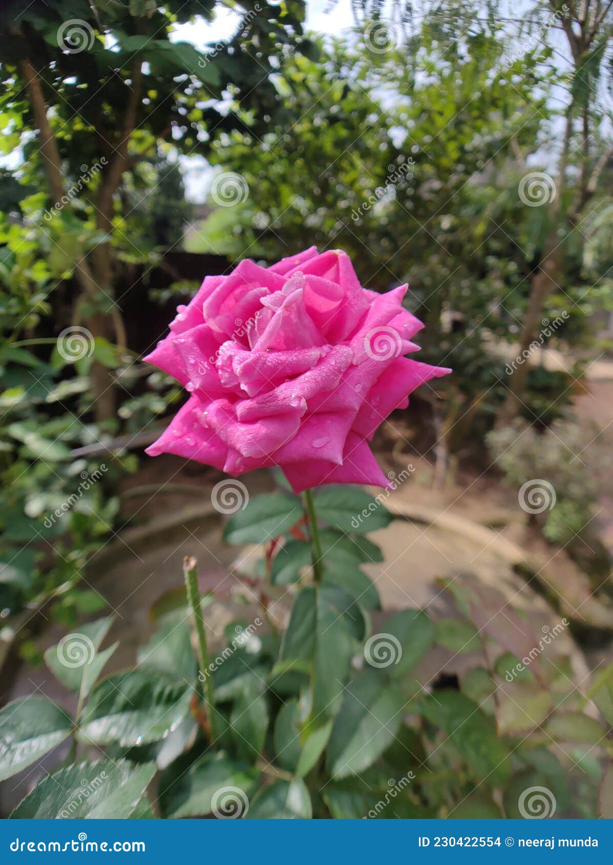 Pink Rose Flower Looking Aowsome Eith Water Drops Stock Photo - Image ...
