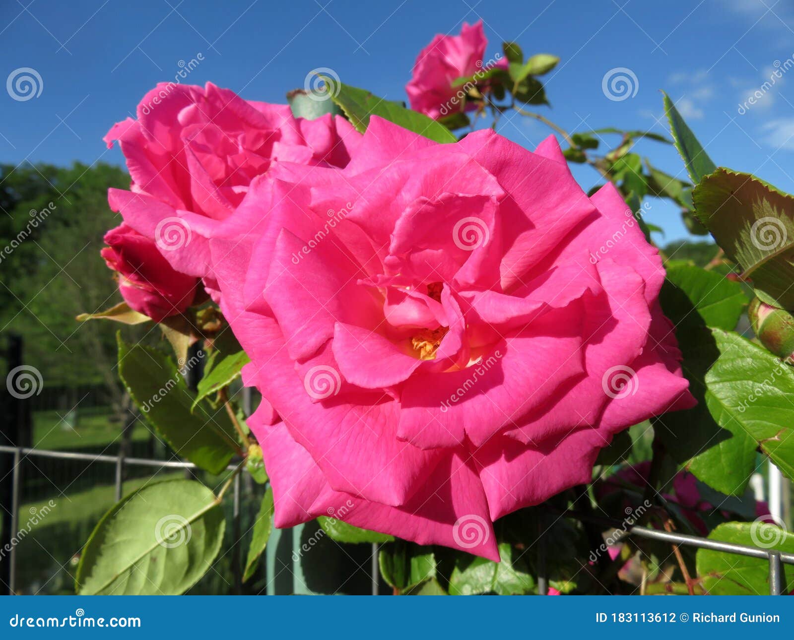 Pink Rose Flower in Spring in May Stock Photo - Image of petal, green ...