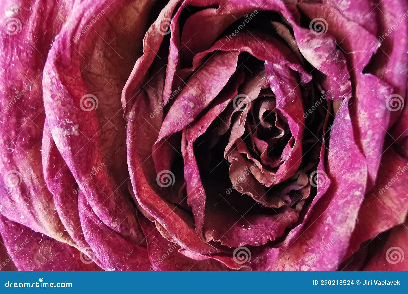 Pink rose flower texture stock photo. Image of texture - 290218524