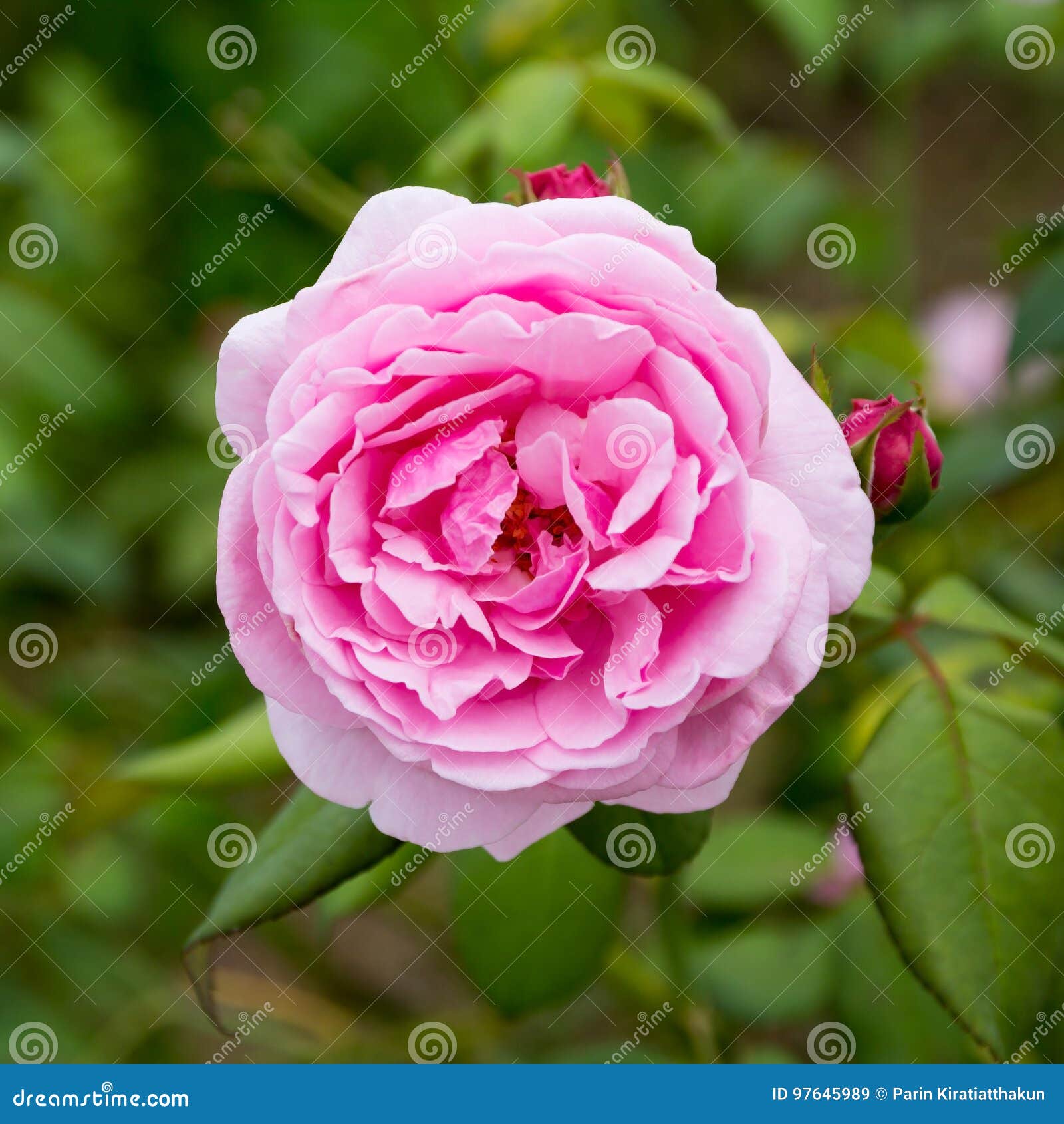 Pink rose flower. stock image. Image of flower, fresh - 97645989