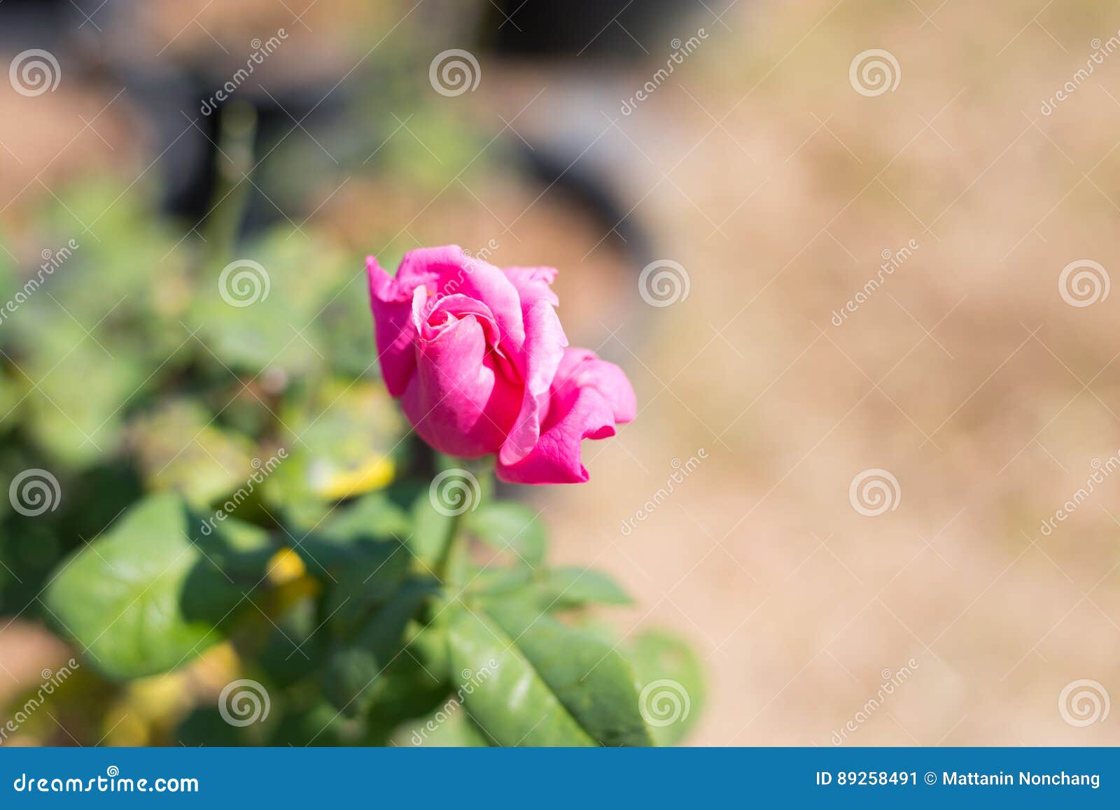 Pink rose flower. stock image. Image of bloom, decorative - 89258491