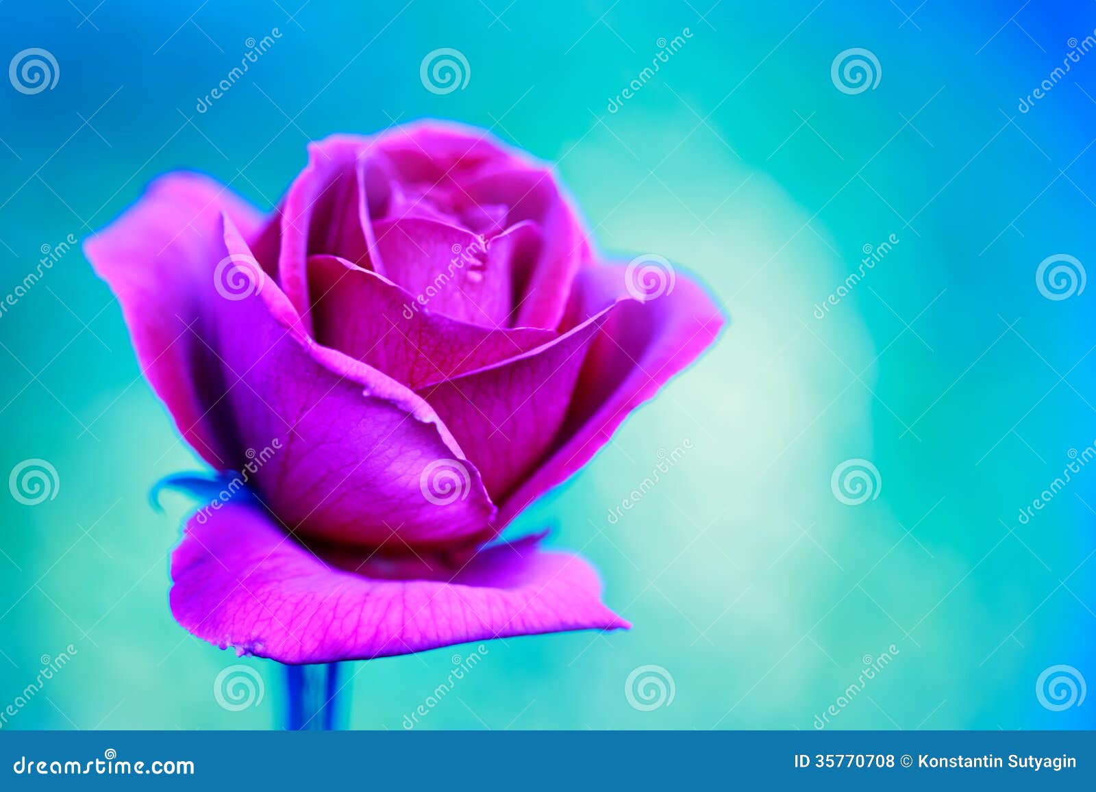 Pink rose flower stock photo. Image of blue, turquoise - 35770708