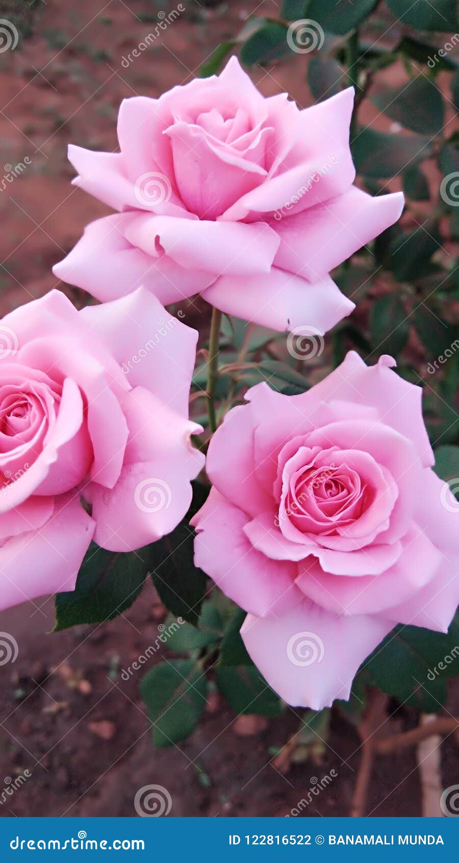 Cute Pink Rose Flowers