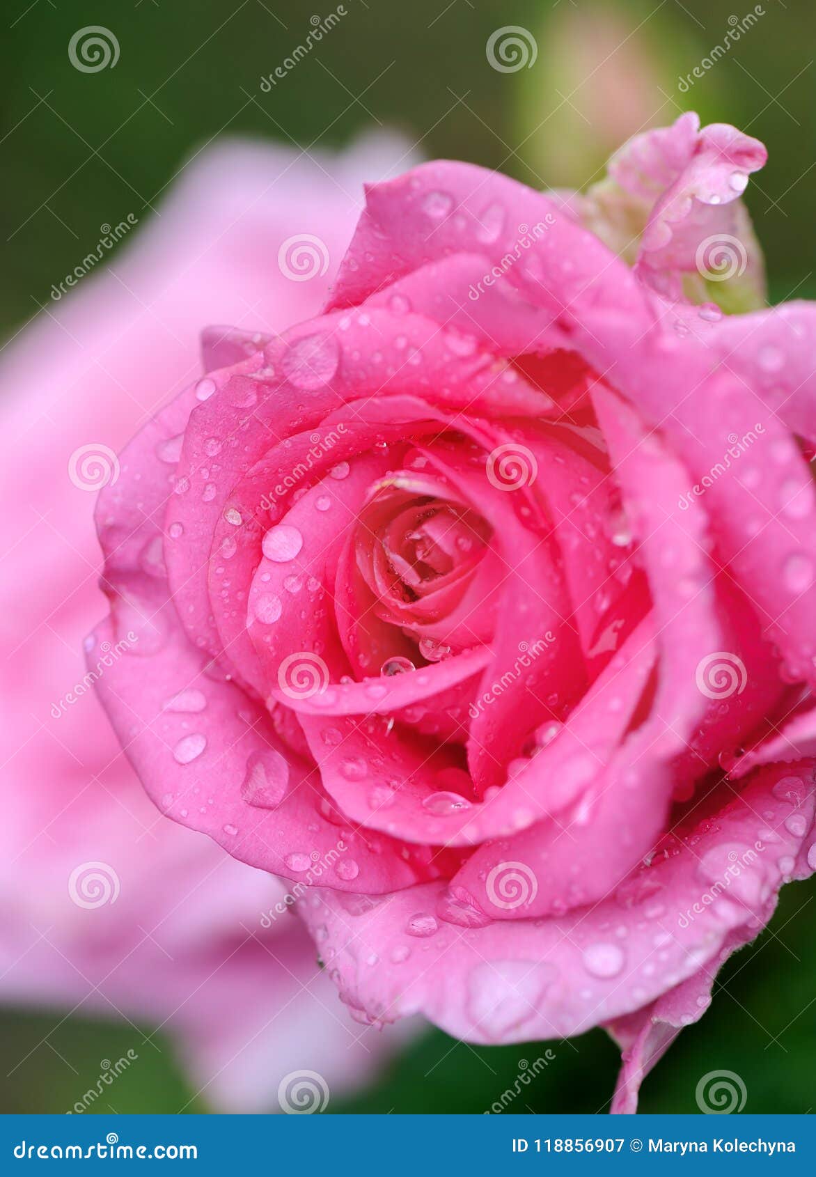 Pink Rose Flower with Water Drops. Stock Image - Image of closeup, gift ...