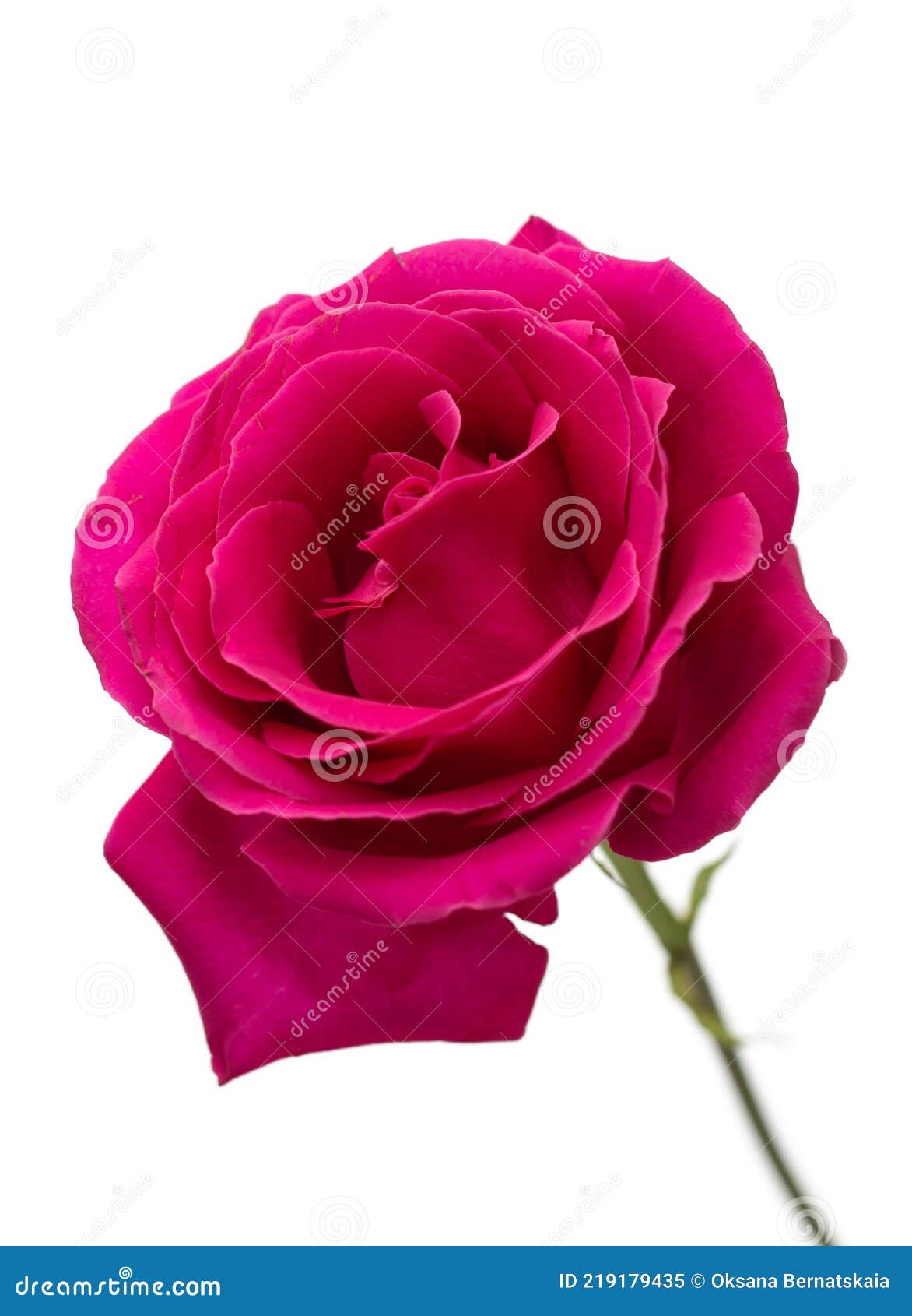 Pink Rose Flower White Background Stock Image - Image of flower, pink ...