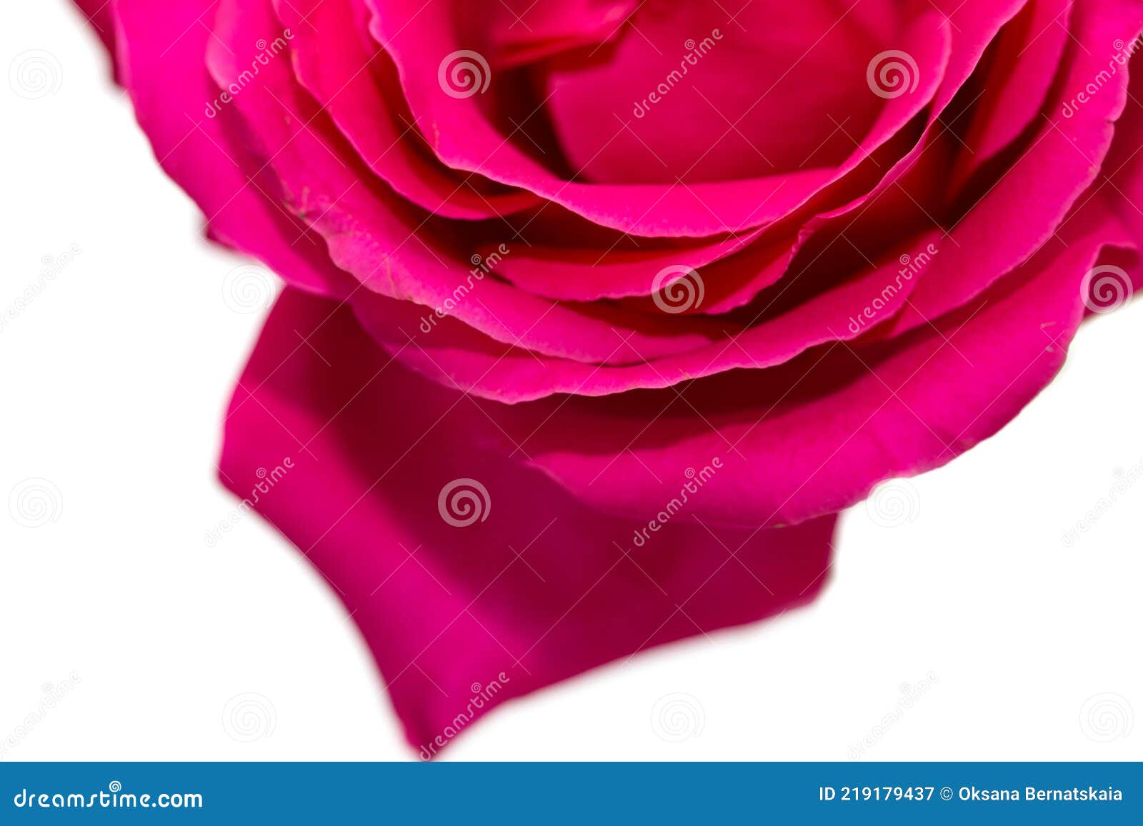 Pink Rose Flower White Background Stock Image - Image of rose, leaf ...
