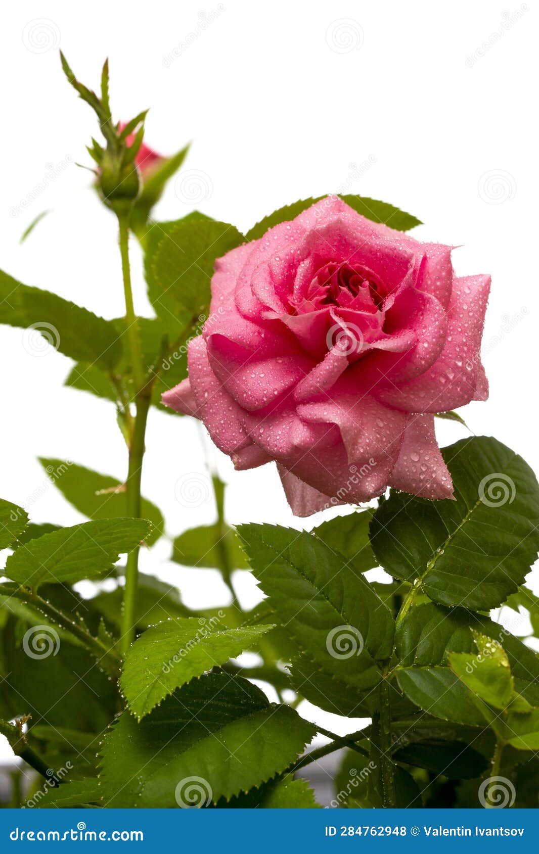 Pink Rose Flower on White Background Stock Photo - Image of green ...