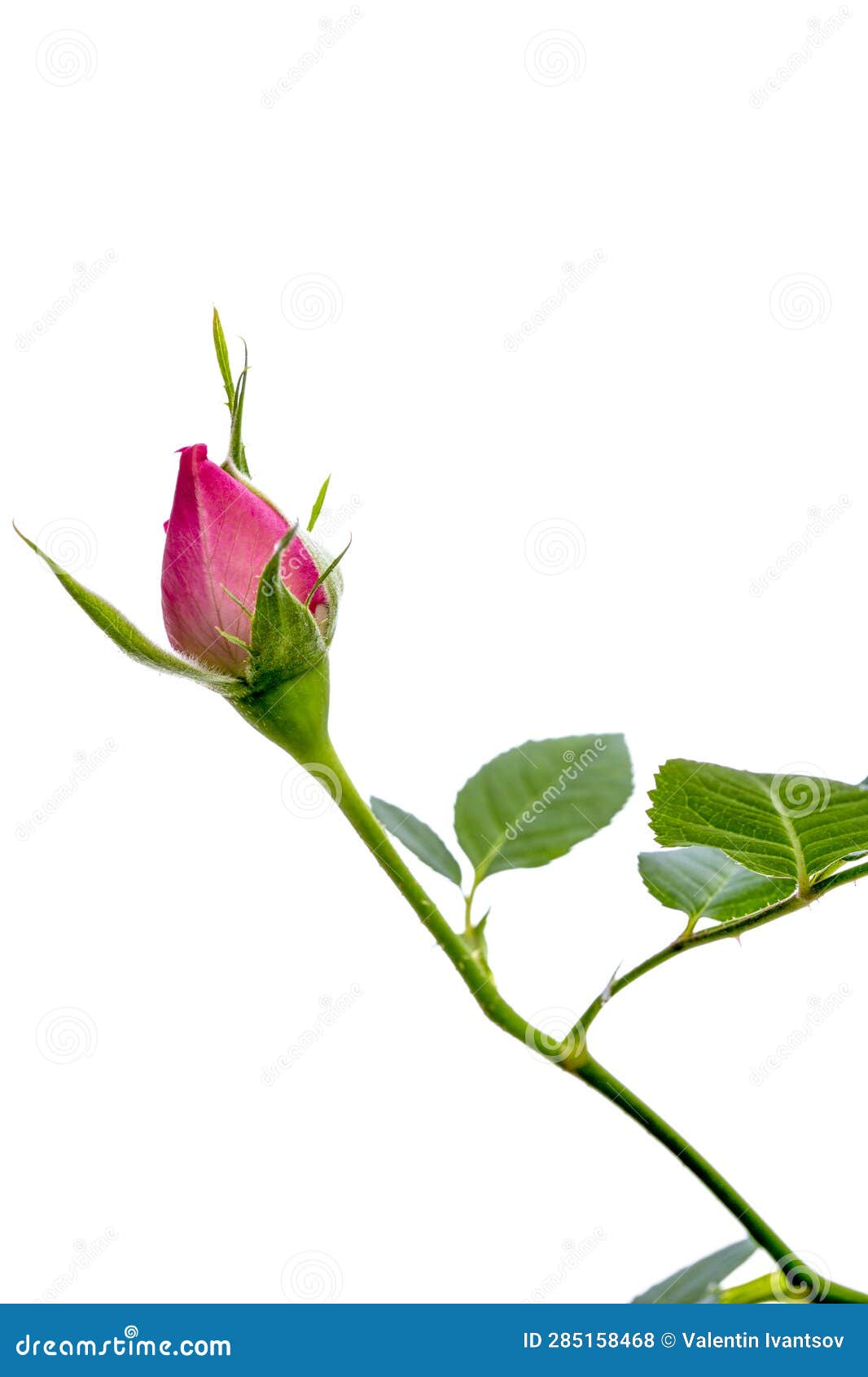 Pink Rose Flower on White Background Stock Photo - Image of flower ...