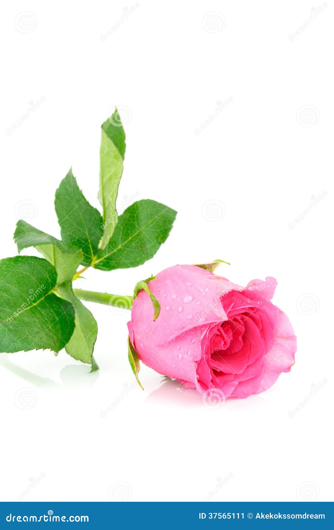 Pink Rose Flower on White Background Stock Image - Image of beauty ...