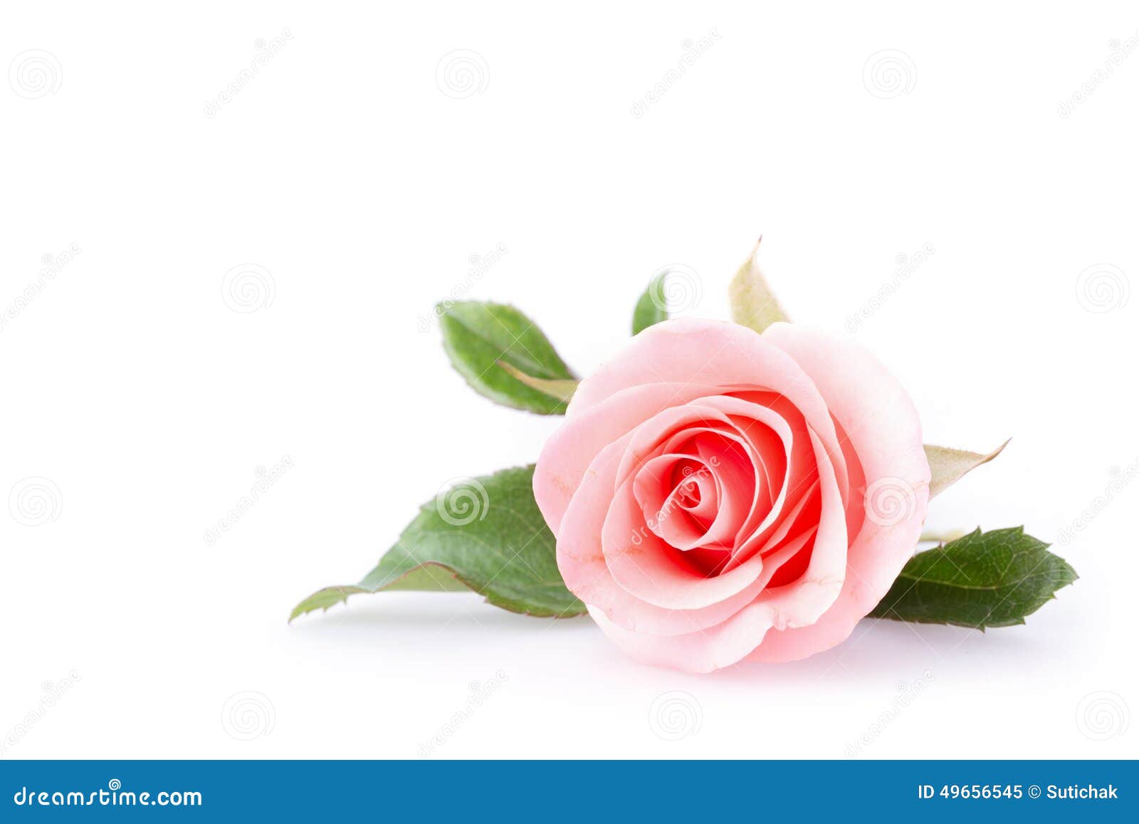 Pink rose flower stock image. Image of passion, nature - 49656545