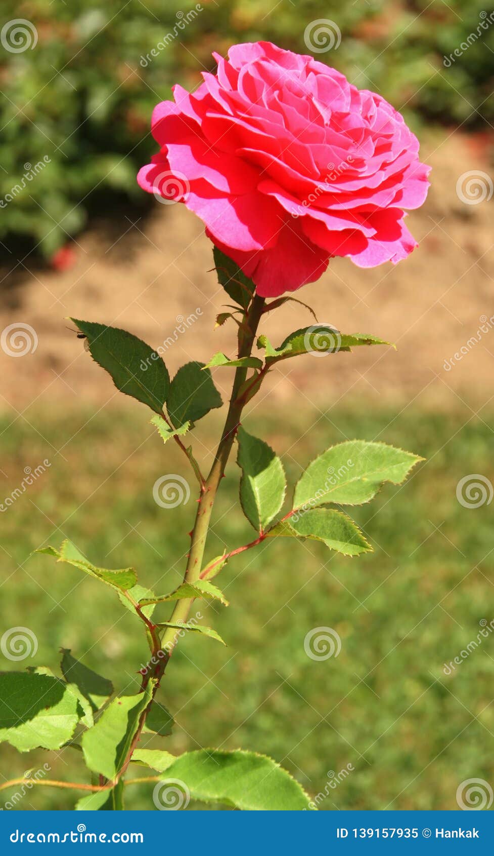 Pink Rose Flowering. Single Blossom Stock Image - Image of flora, pink ...