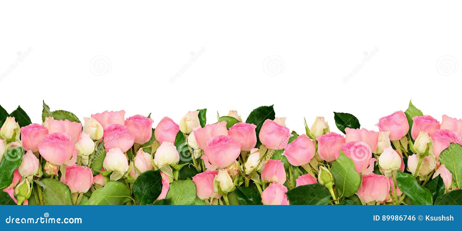 Pink rose flowers border stock illustration. Illustration of leaves ...