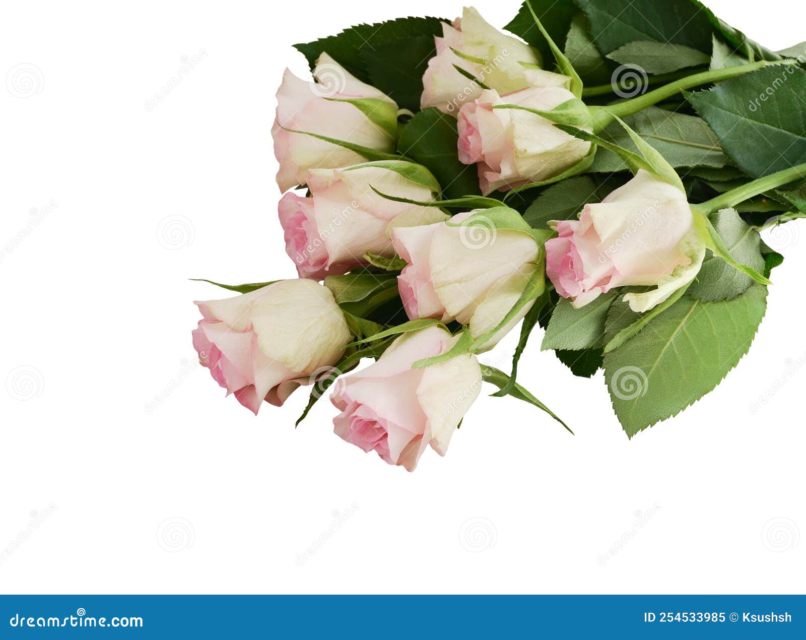Pink Rose Flowers Bouquet in a Corner Isolated Stock Image - Image of ...