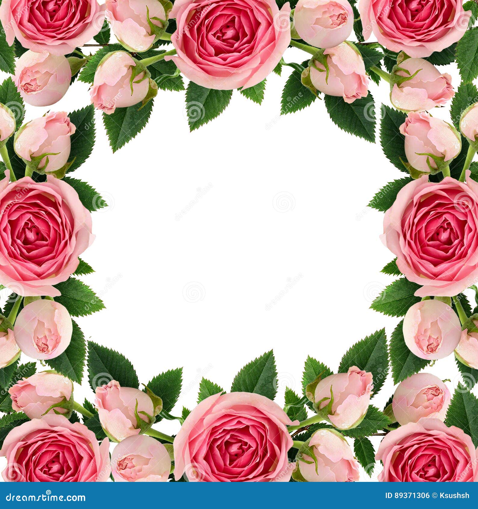 Pink Rose Flowers and Buds Square Frame Stock Photo - Image of blossom ...