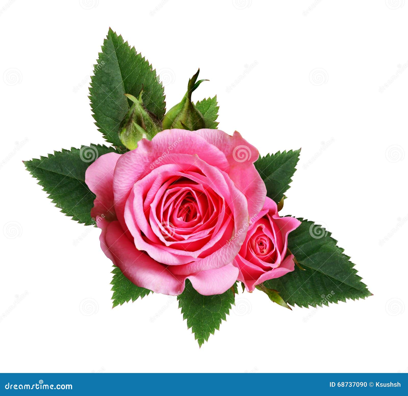Pink Rose Flowers Composition Stock Photo - Image of decor, composition ...