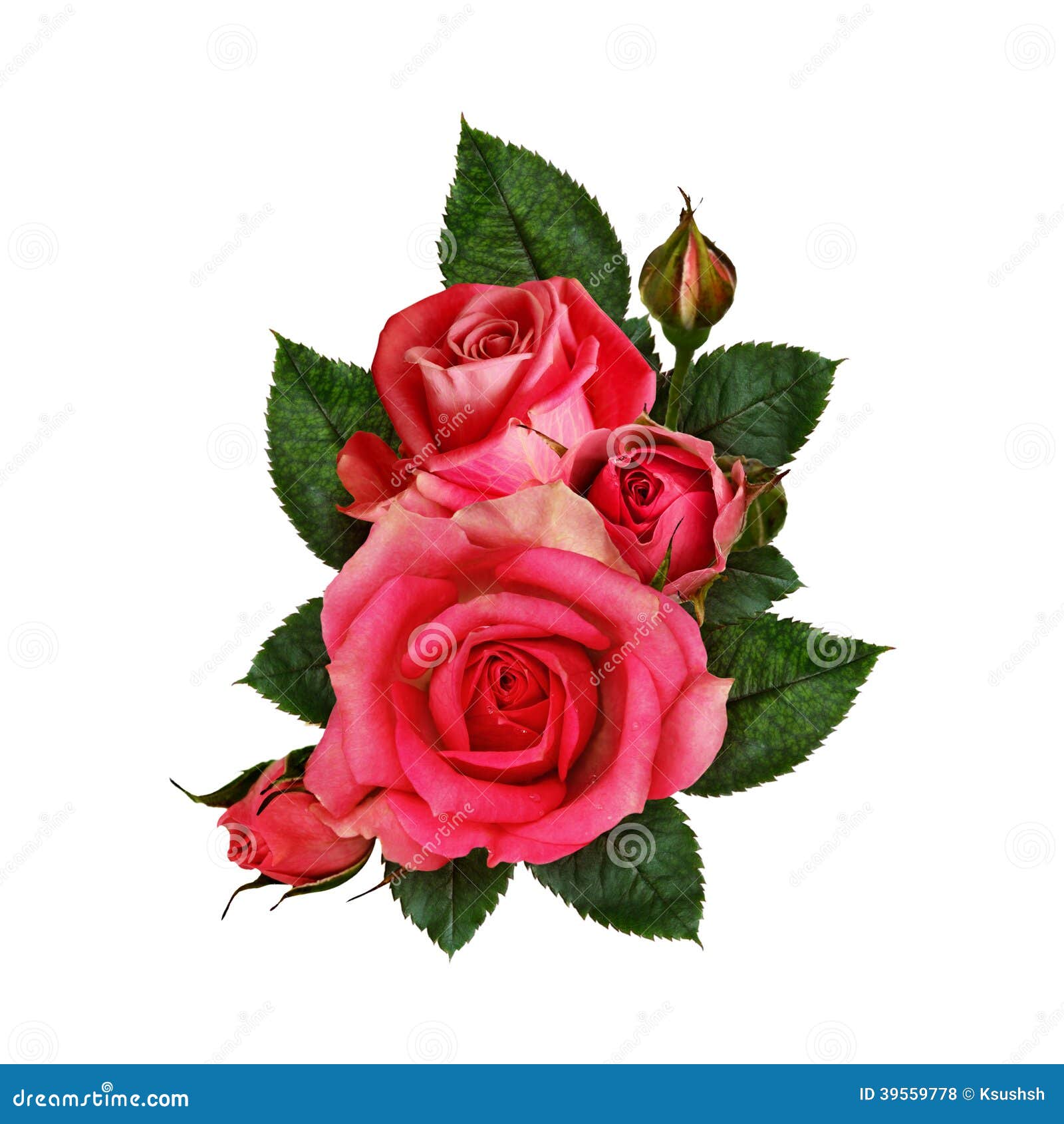 Pink Rose Flowers Composition Stock Photo - Image of square ...