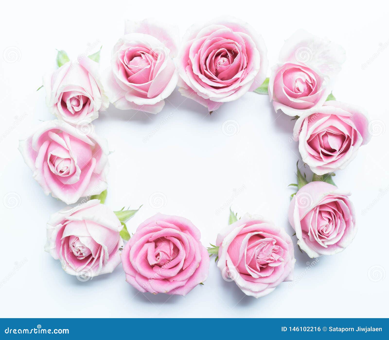 Pink Rose Flowers Frame Isolated Stock Photo - Image of pink, white ...