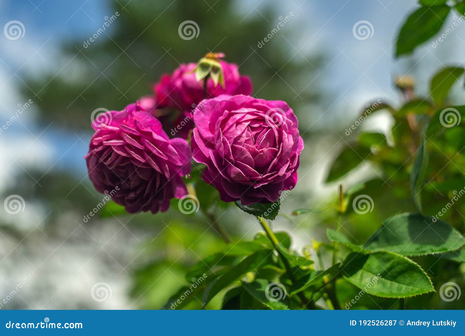 Pink Rose Flowers on a Garden Bed. Three Buds on One Stalk Stock Image ...