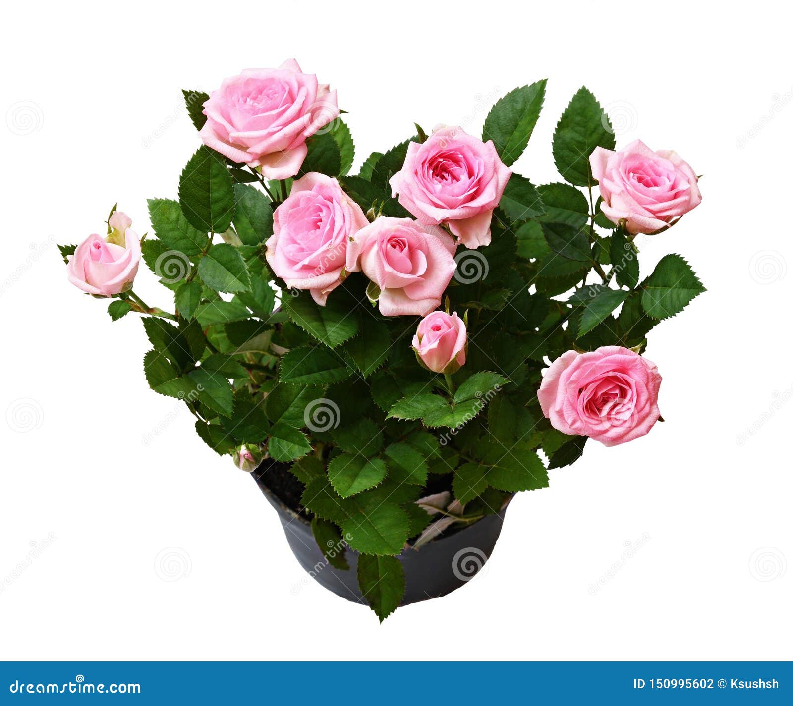 Pink rose flowers in a pot stock photo. Image of pink - 150995602