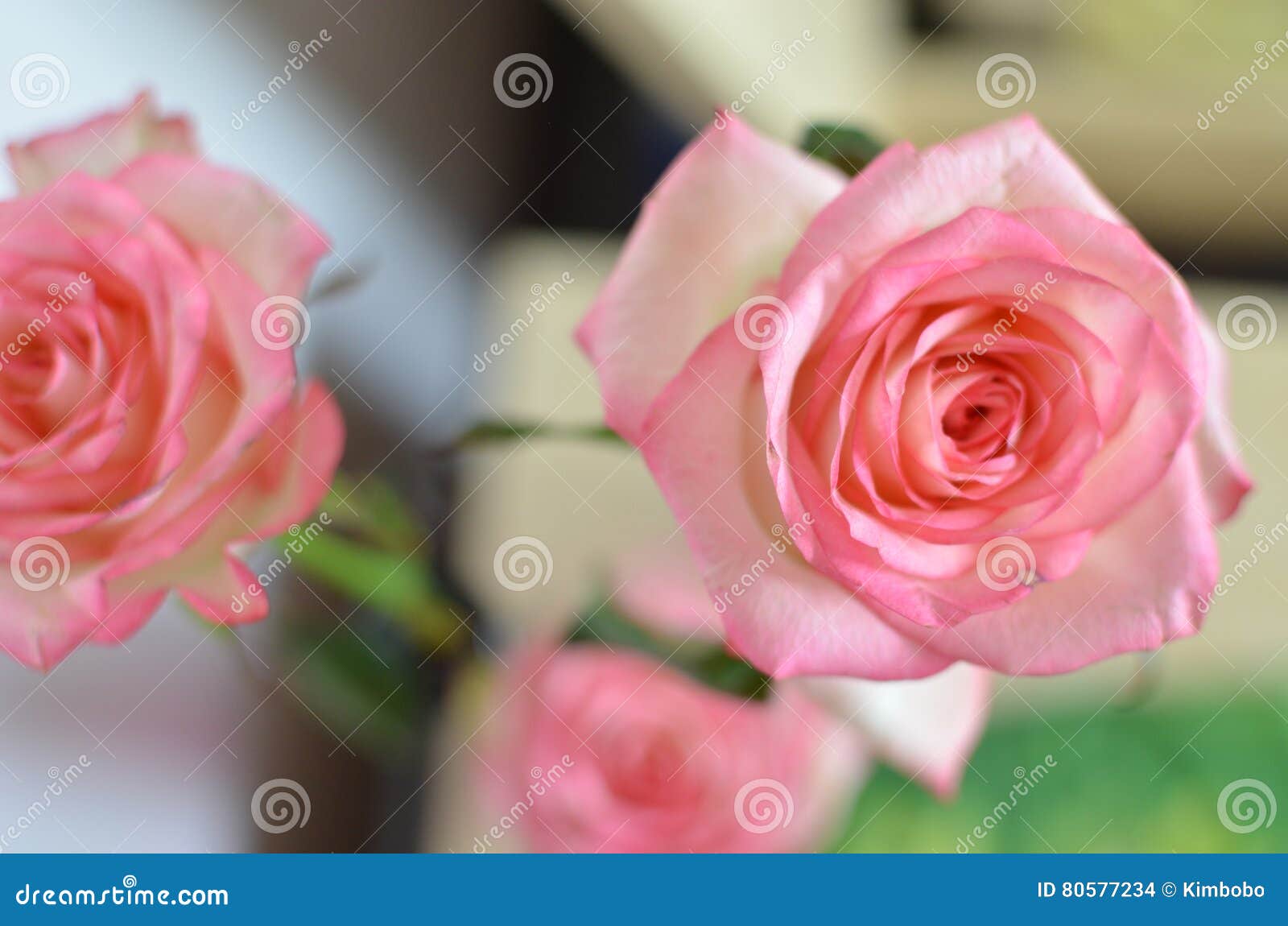 Pink Rose Flowers on the Table Stock Photo - Image of color, background ...