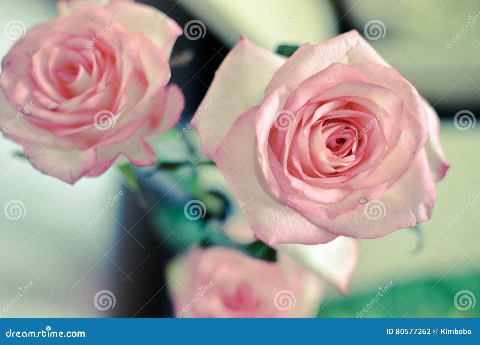 Pink Rose Flowers on the Table Stock Photo - Image of anniversary ...