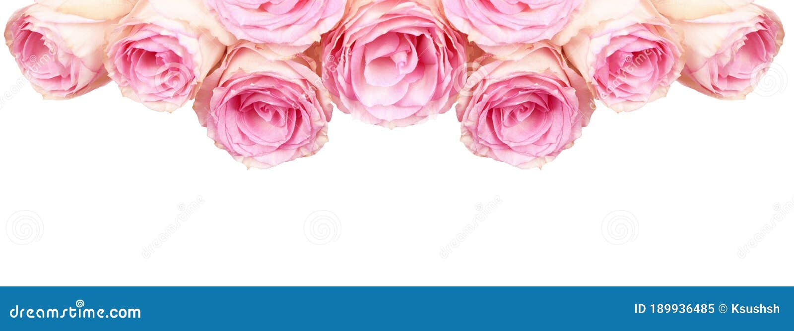 Pink Rose Flowers for Top Border Stock Image - Image of pink, holiday ...