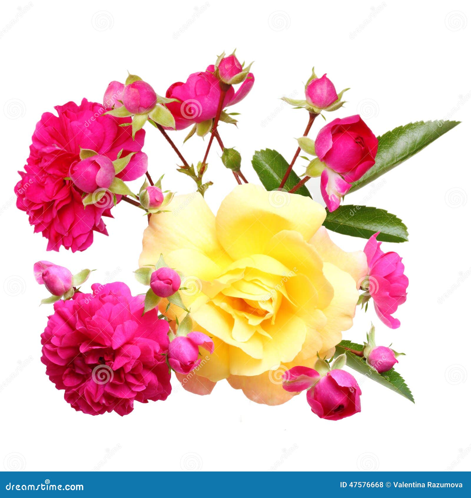 Pink Rose Flowers Twig Isolated Stock Photo - Image of view, nature ... Pink Rose Flowers Twig Isolated Stock Photo - Image of view, nature ...