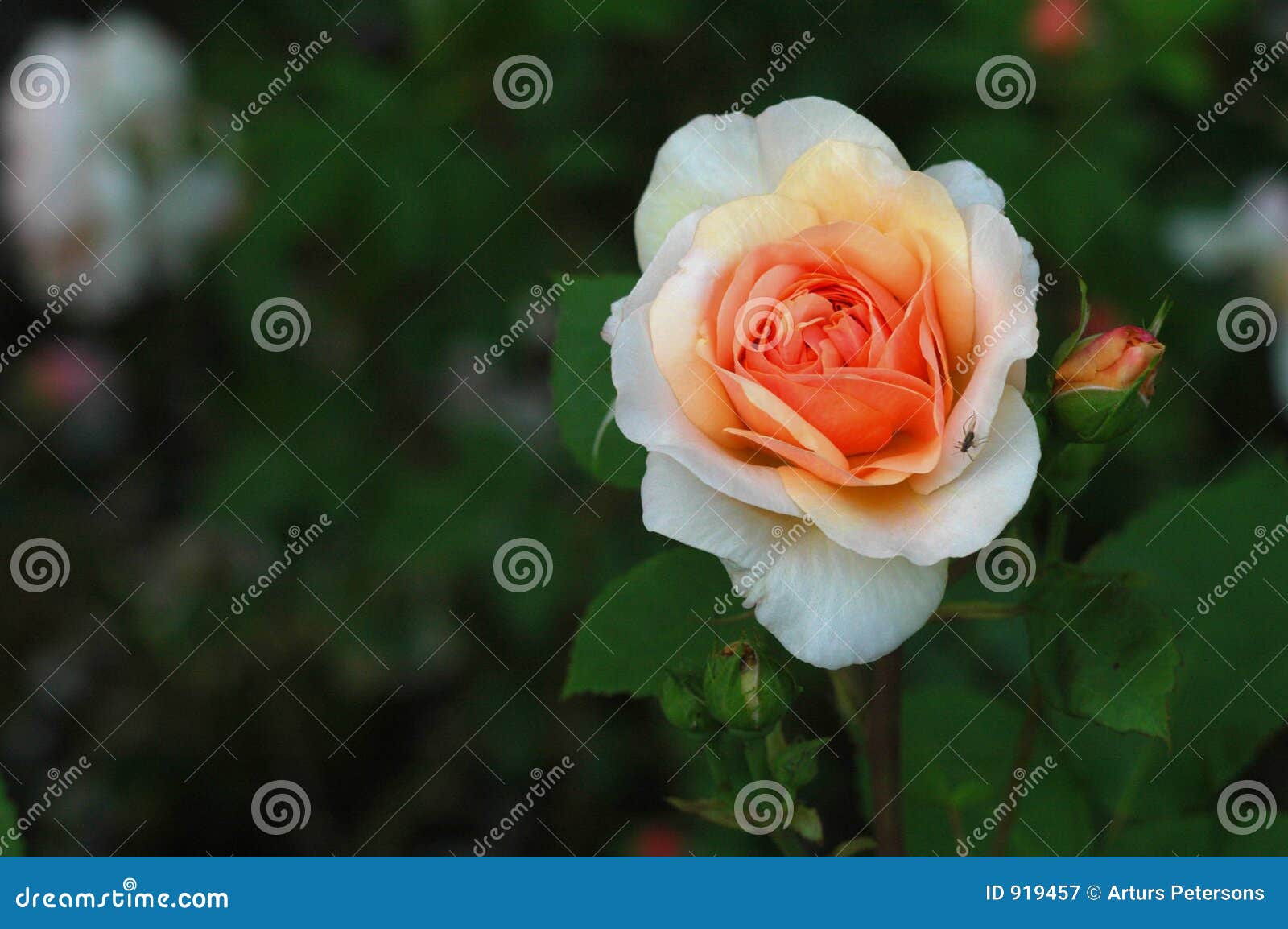 Pink rose with fly 8209 stock image. Image of white, green - 919457