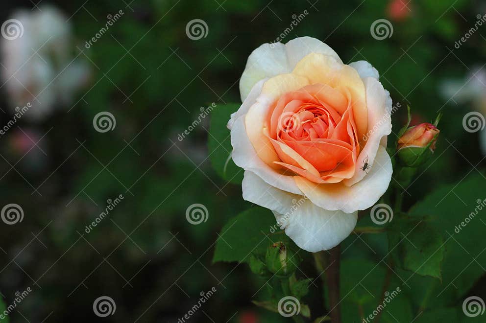 Pink rose with fly 8209 stock image. Image of white, green - 919457