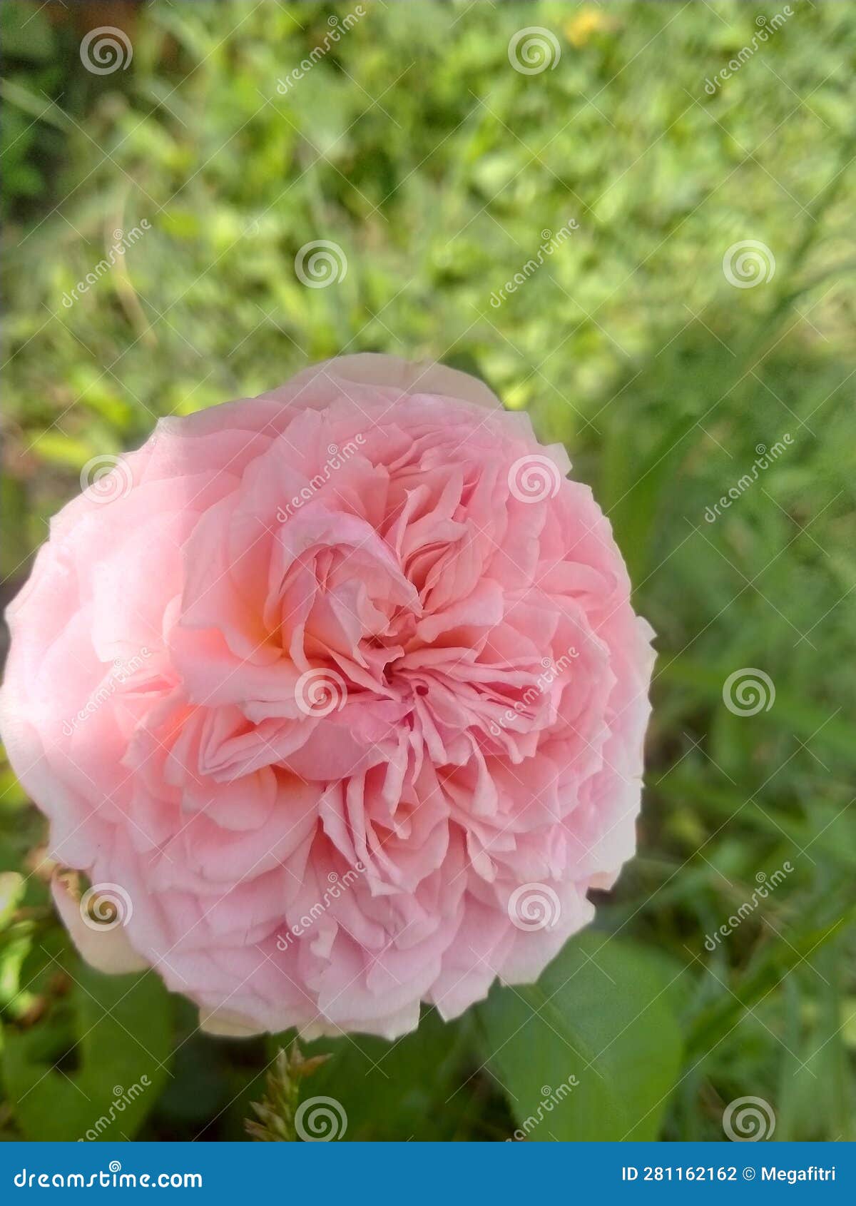 Pink rose fower stock photo. Image of beautiful, plant - 281162162