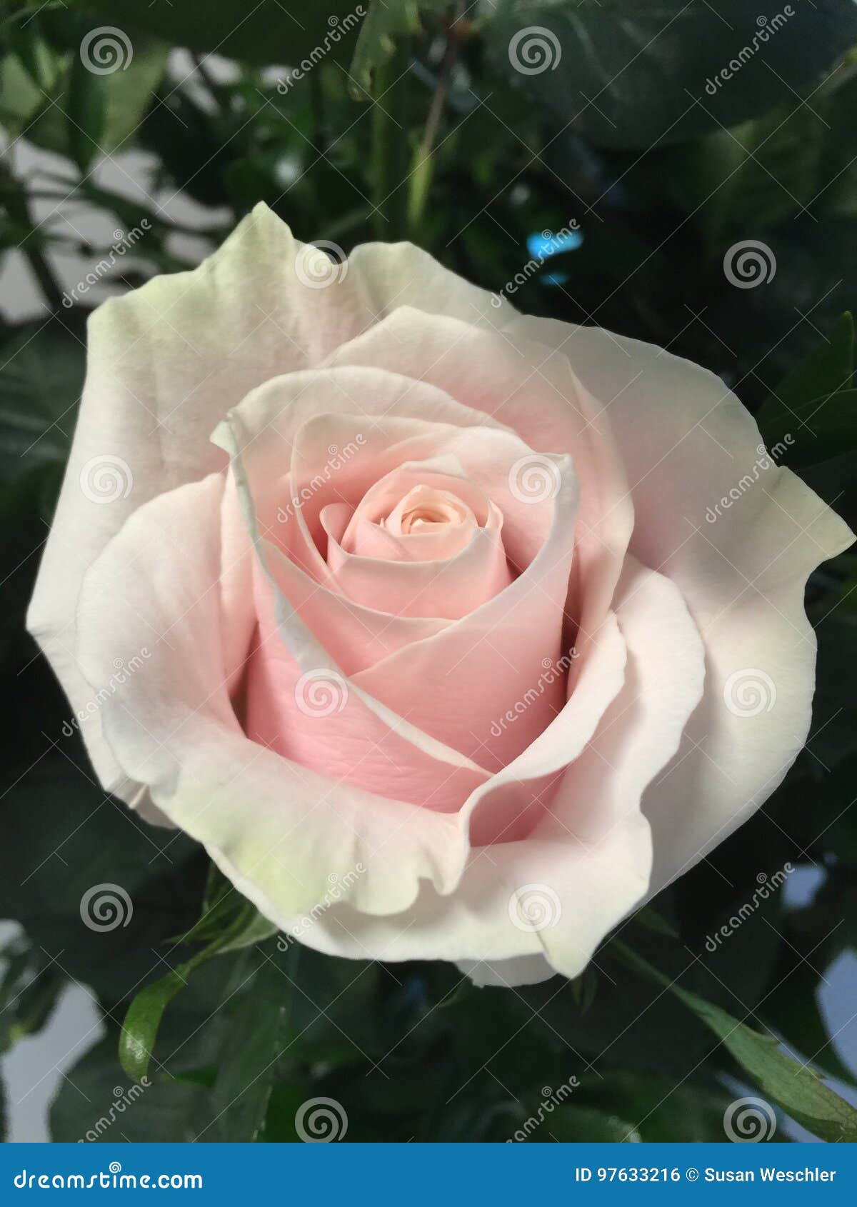 Pink Rose stock photo. Image of pink, rosesbirthday, rosebouquet - 97633216