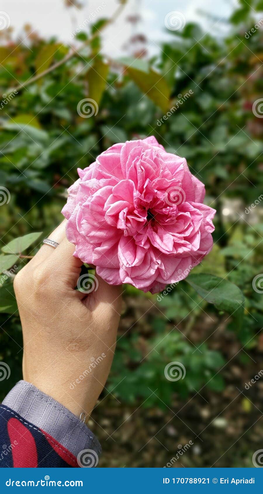 Pink rose full bloom stock image. Image of bloom, flower - 170788921