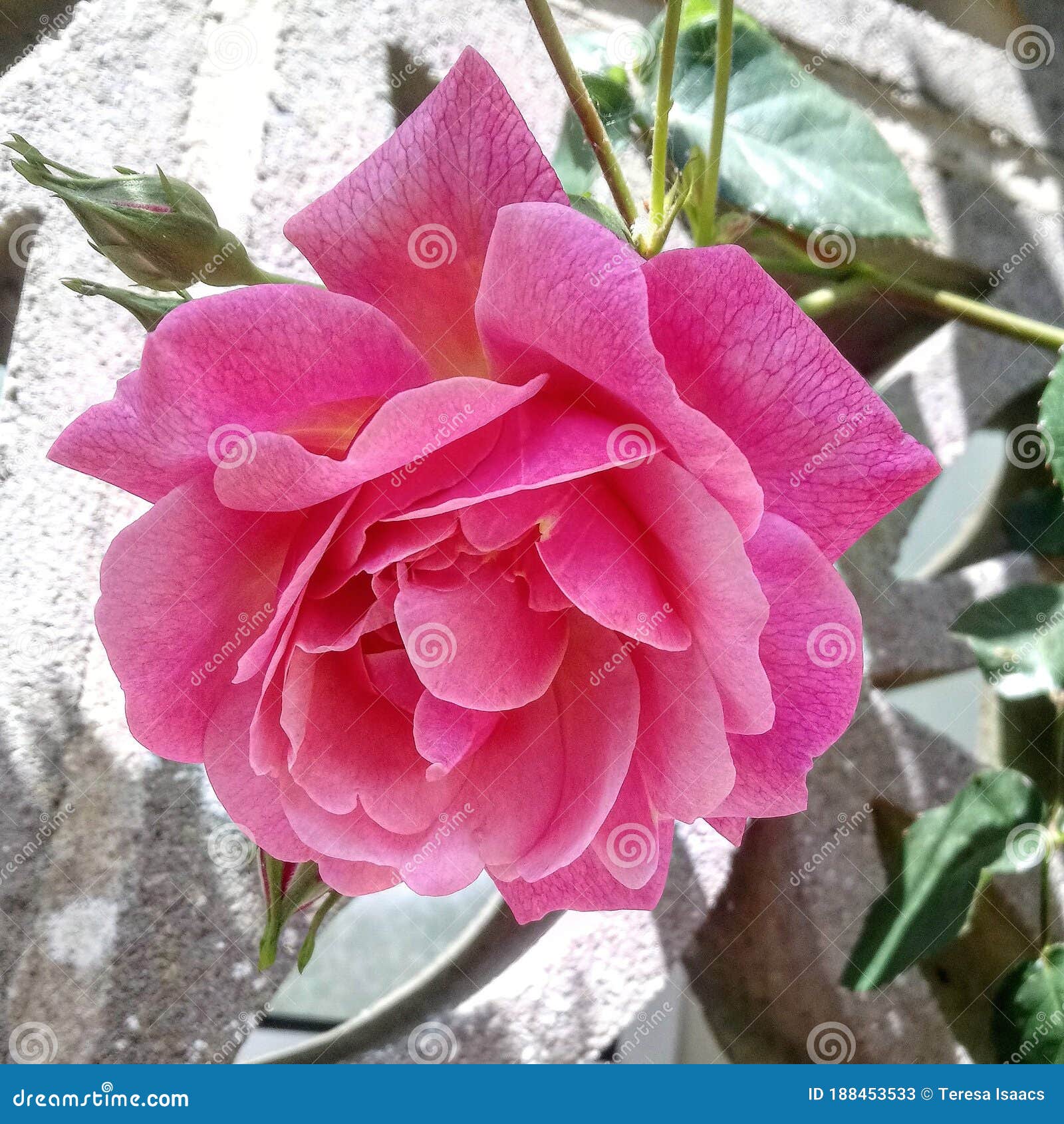 Pink rose in full bloom stock image. Image of shrub - 188453533