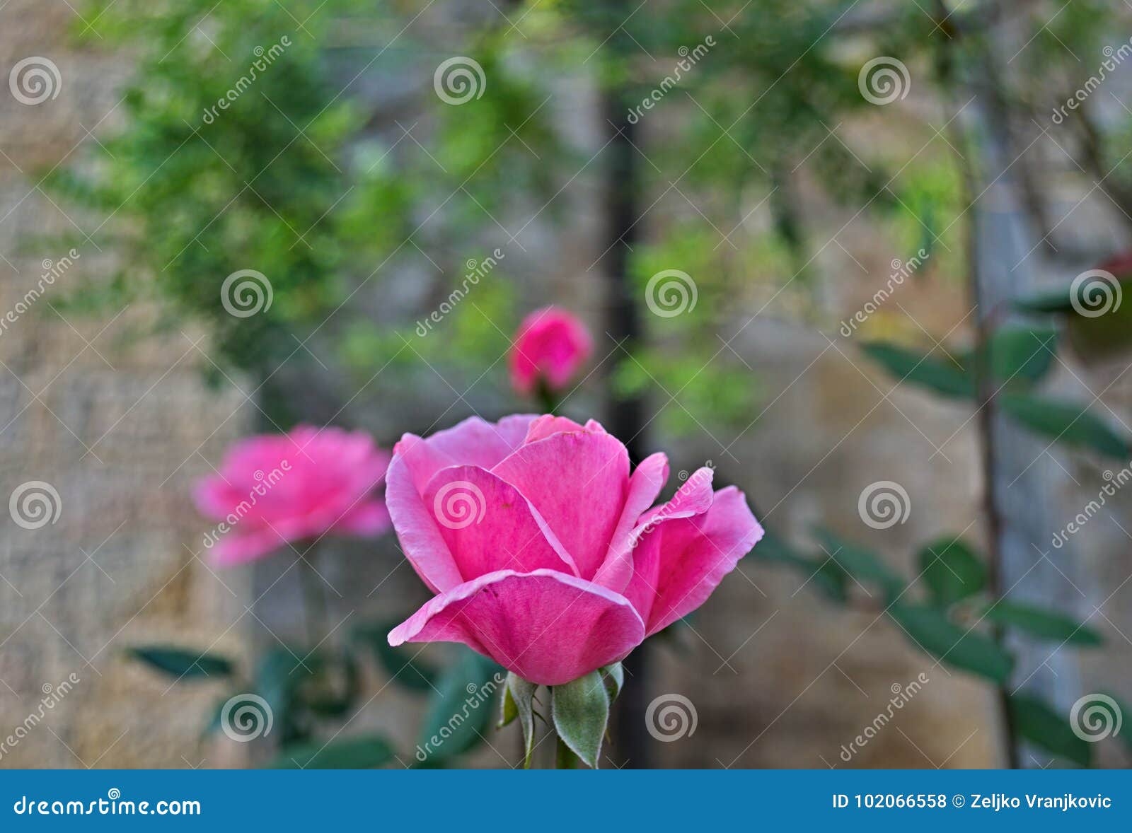 Pink Rose in Full Bloom, Closeup Stock Photo - Image of path, landscape ...