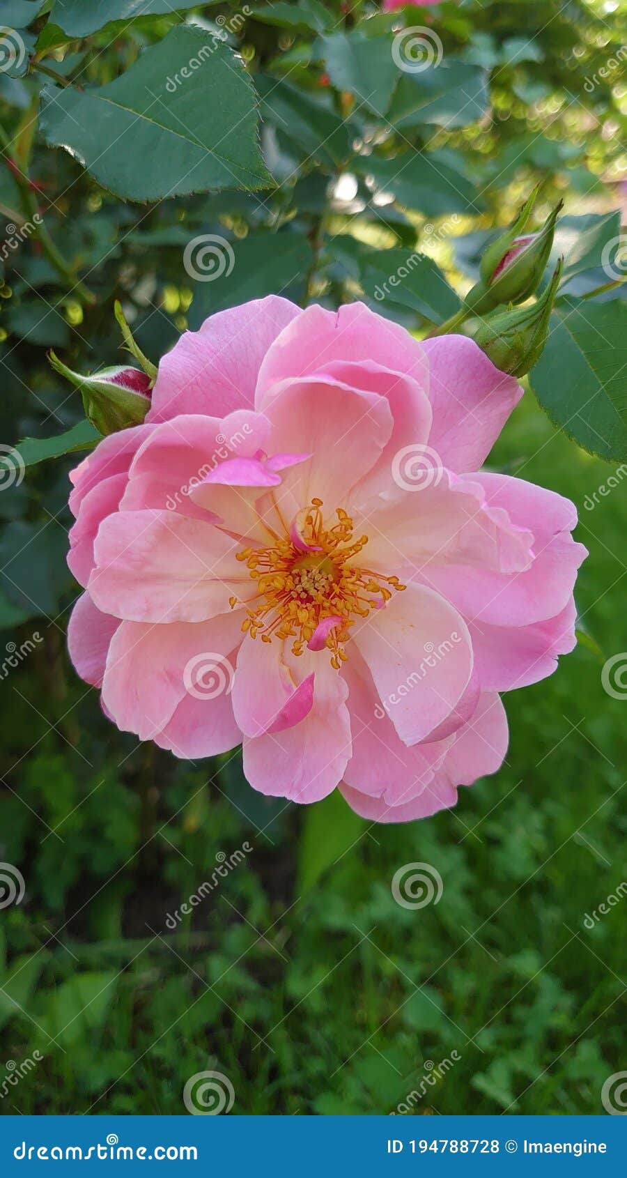 Pink Rose in Full Bloom - Pollination Stock Photo - Image of rose ...