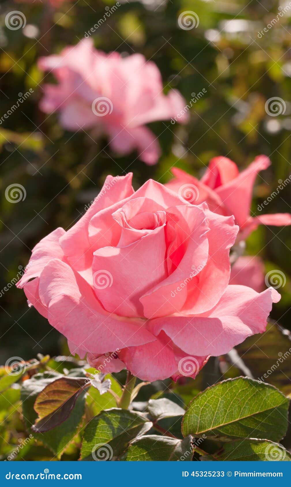 Pink rose in full bloom stock image. Image of blooming - 45325233