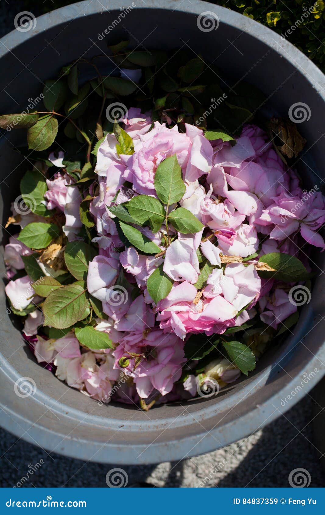 Pink Rose stock image. Image of plant, pink, waste, garbage - 84837359