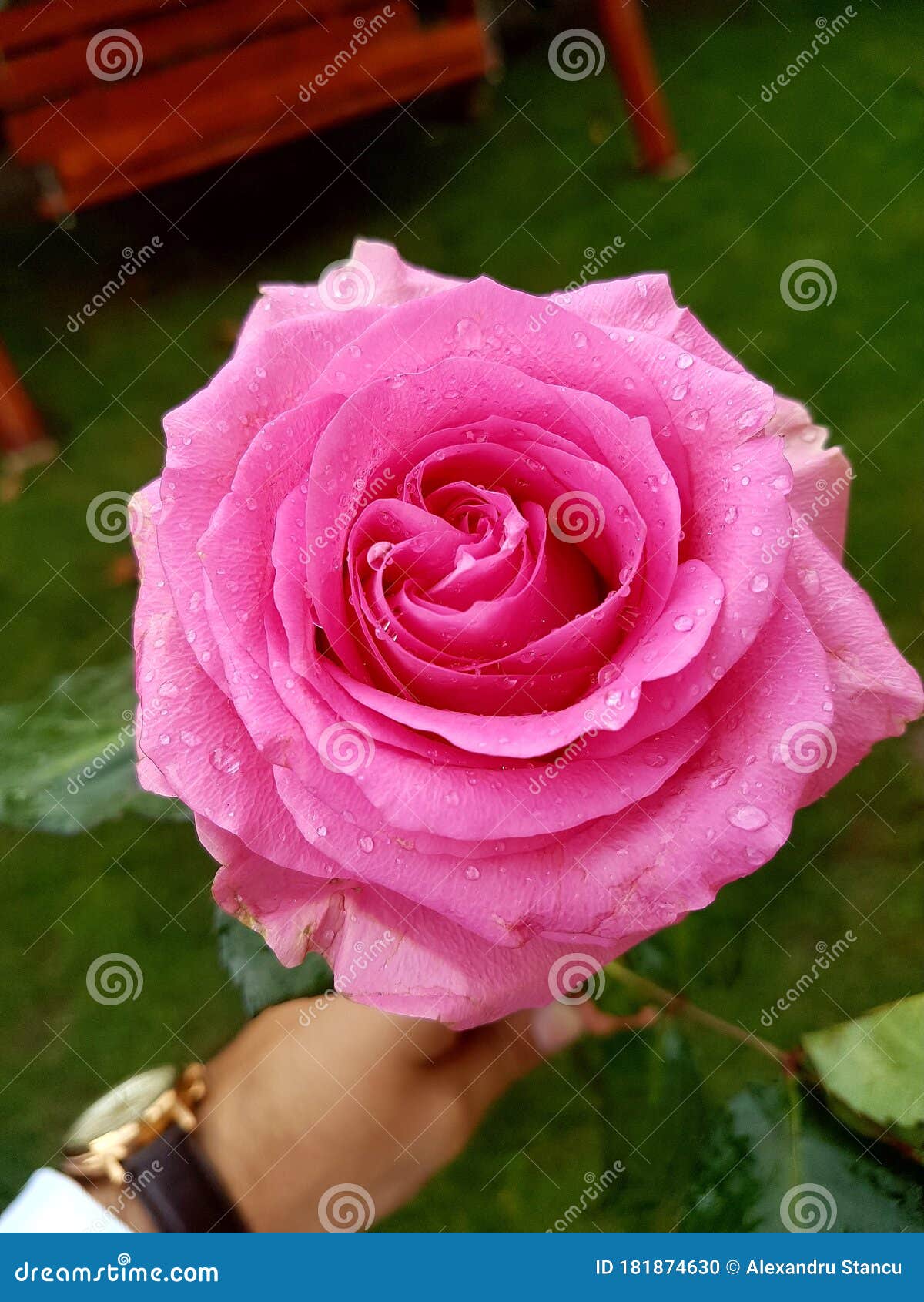 Pink rose in garden stock photo. Image of rose, grass - 181874630