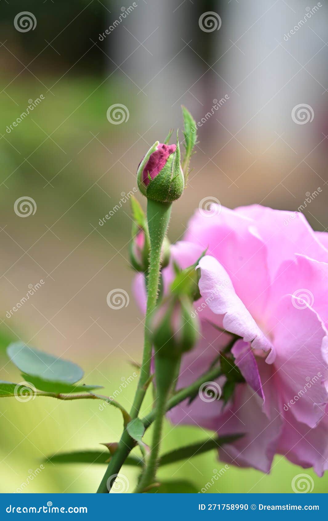 Close Up Little Pink Rose in the Garden, Natural Background Stock Photo ...