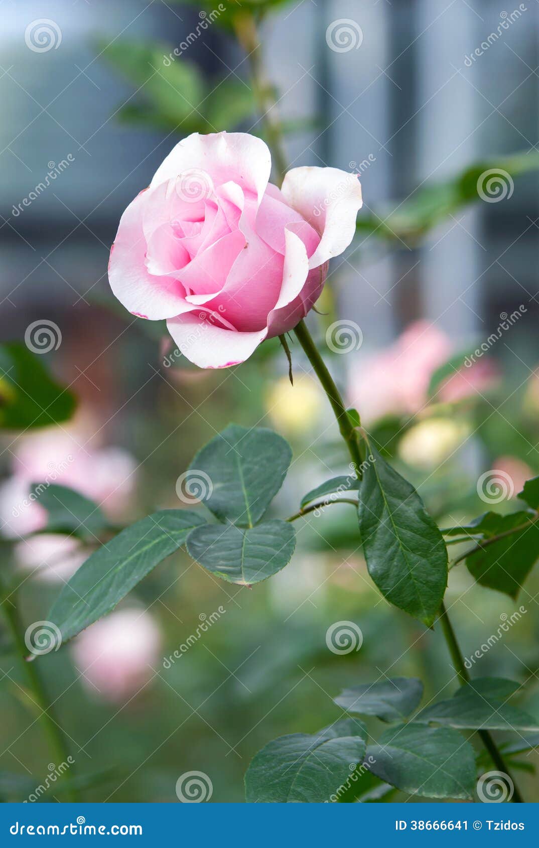 Pink Rose in the garden stock image. Image of romance - 38666641