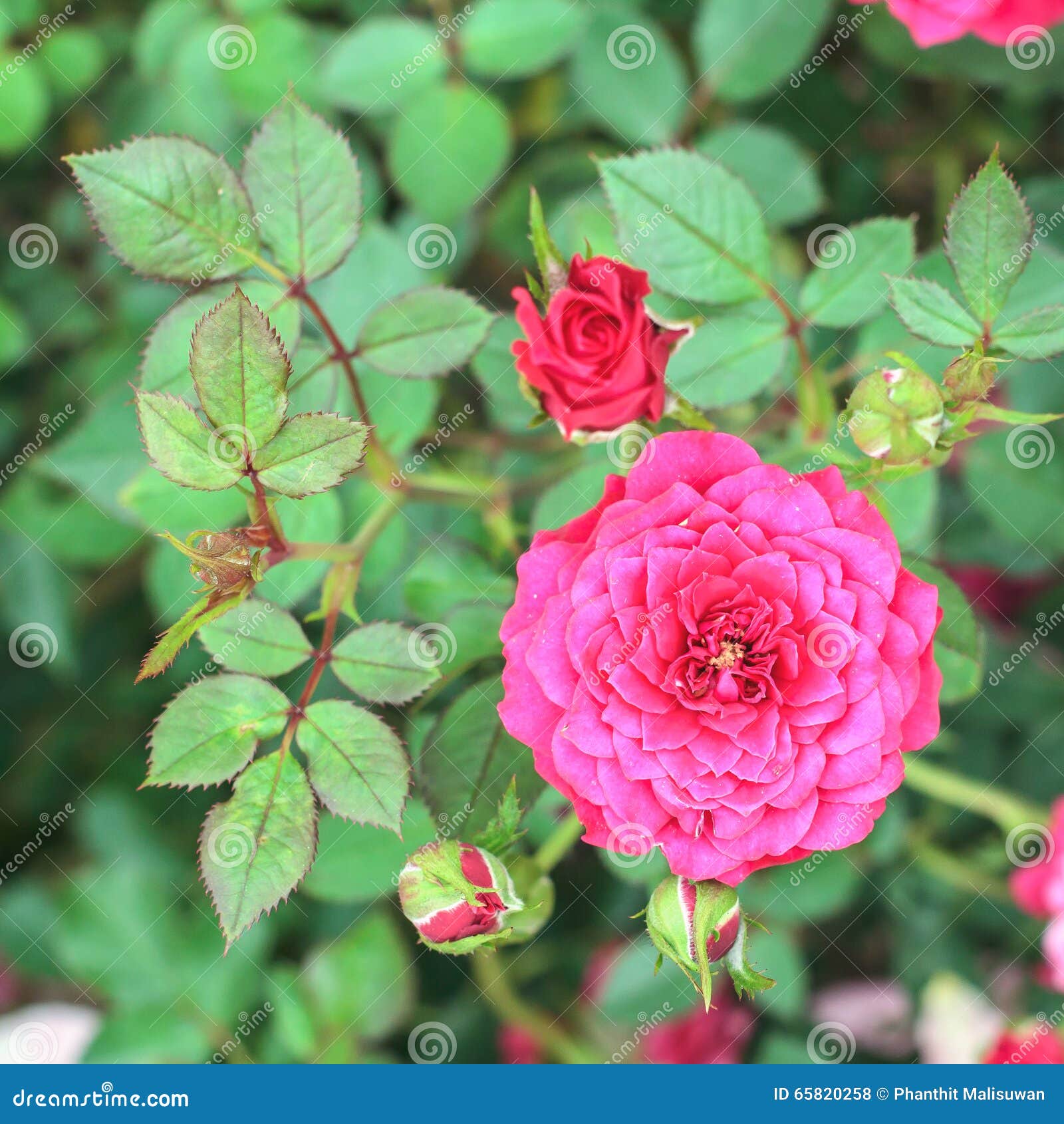Pink rose in the garden stock photo. Image of gardening - 65820258