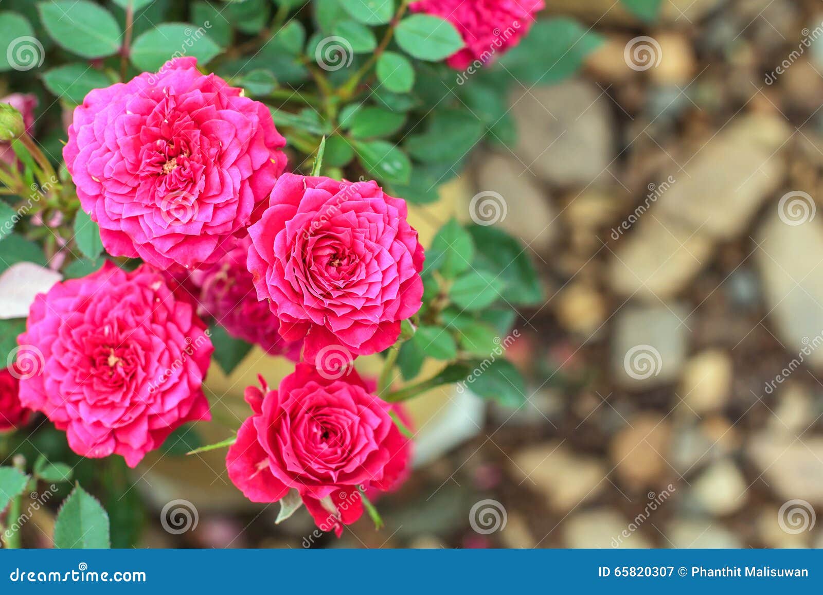 Pink rose in the garden stock image. Image of gardening - 65820307