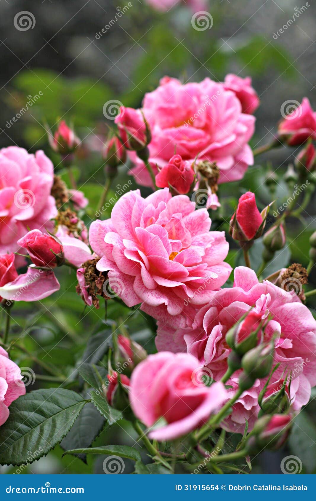 Pink rose in the Garden stock photo. Image of color, abstract - 31915654