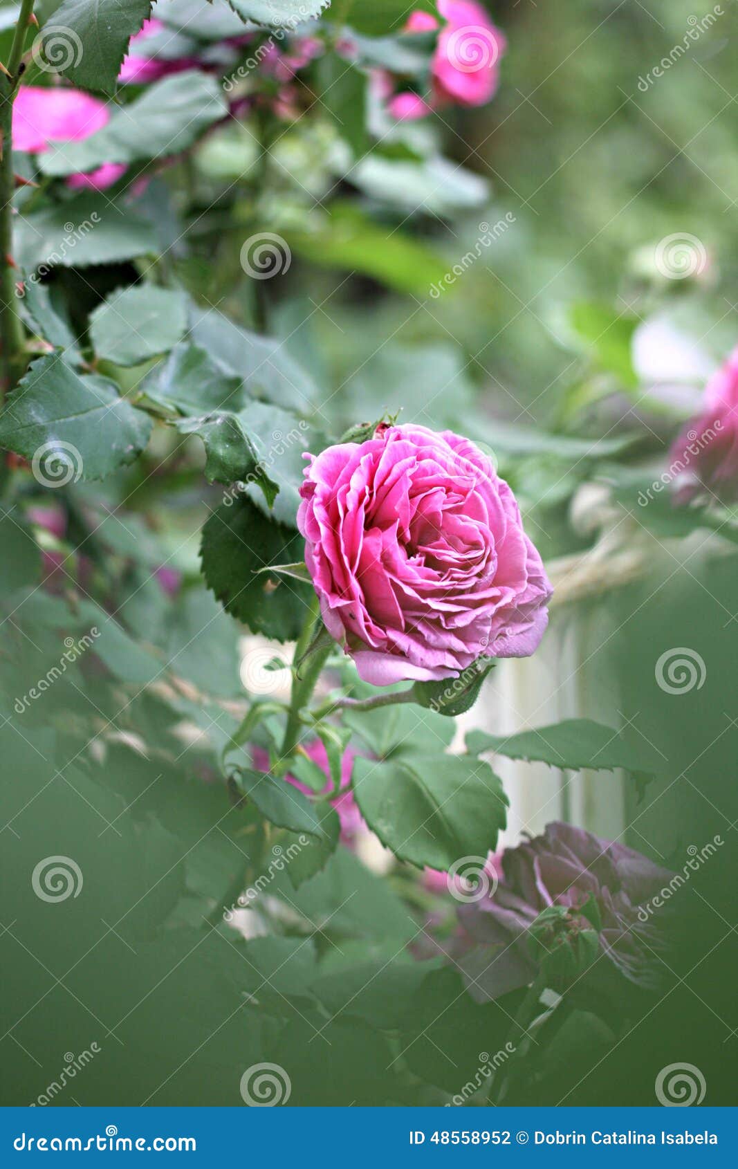 Pink rose in the Garden stock photo. Image of colorful - 48558952
