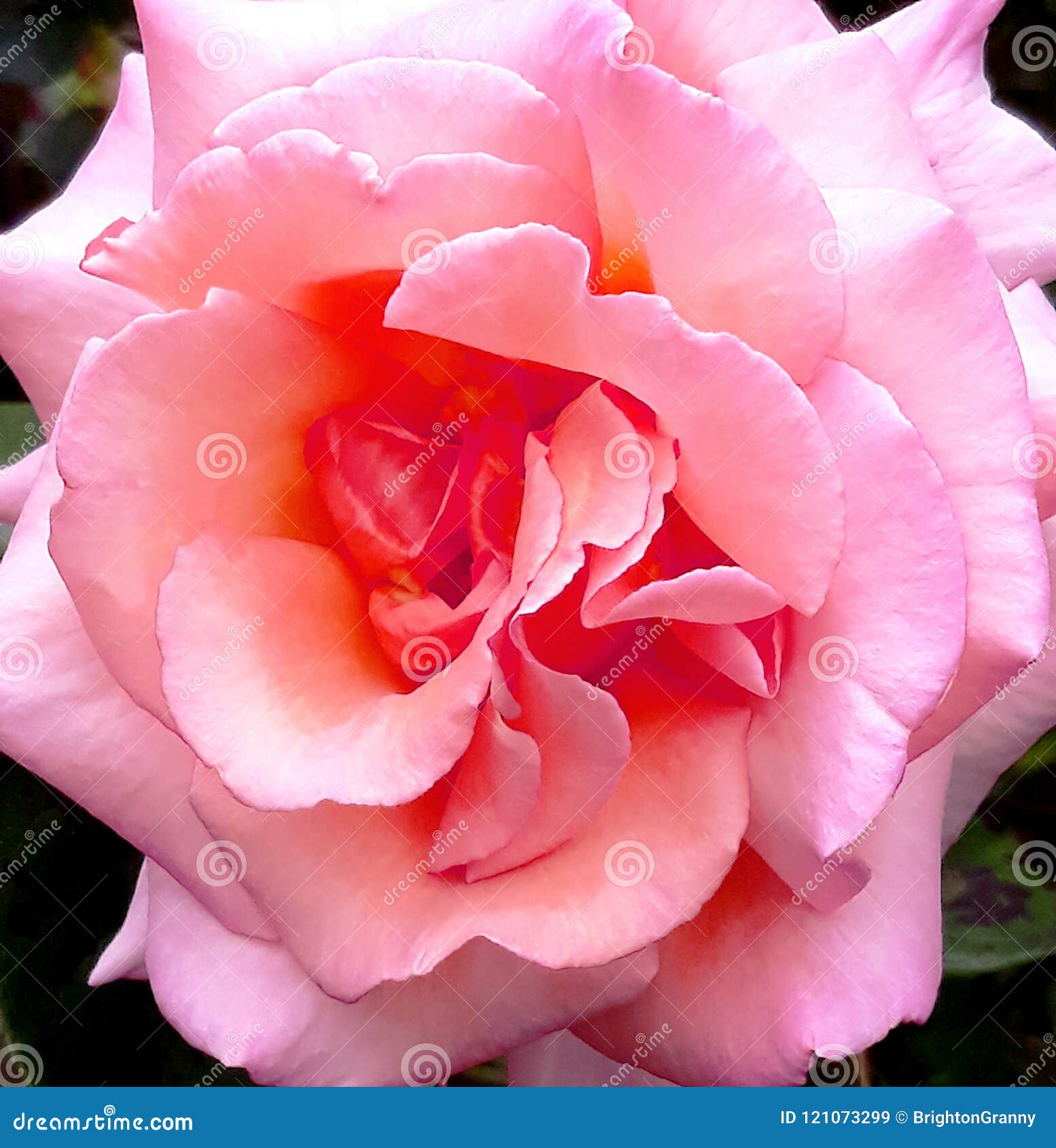 One Bright Pink Rose Growing in a Garden. Stock Image - Image of bright ...