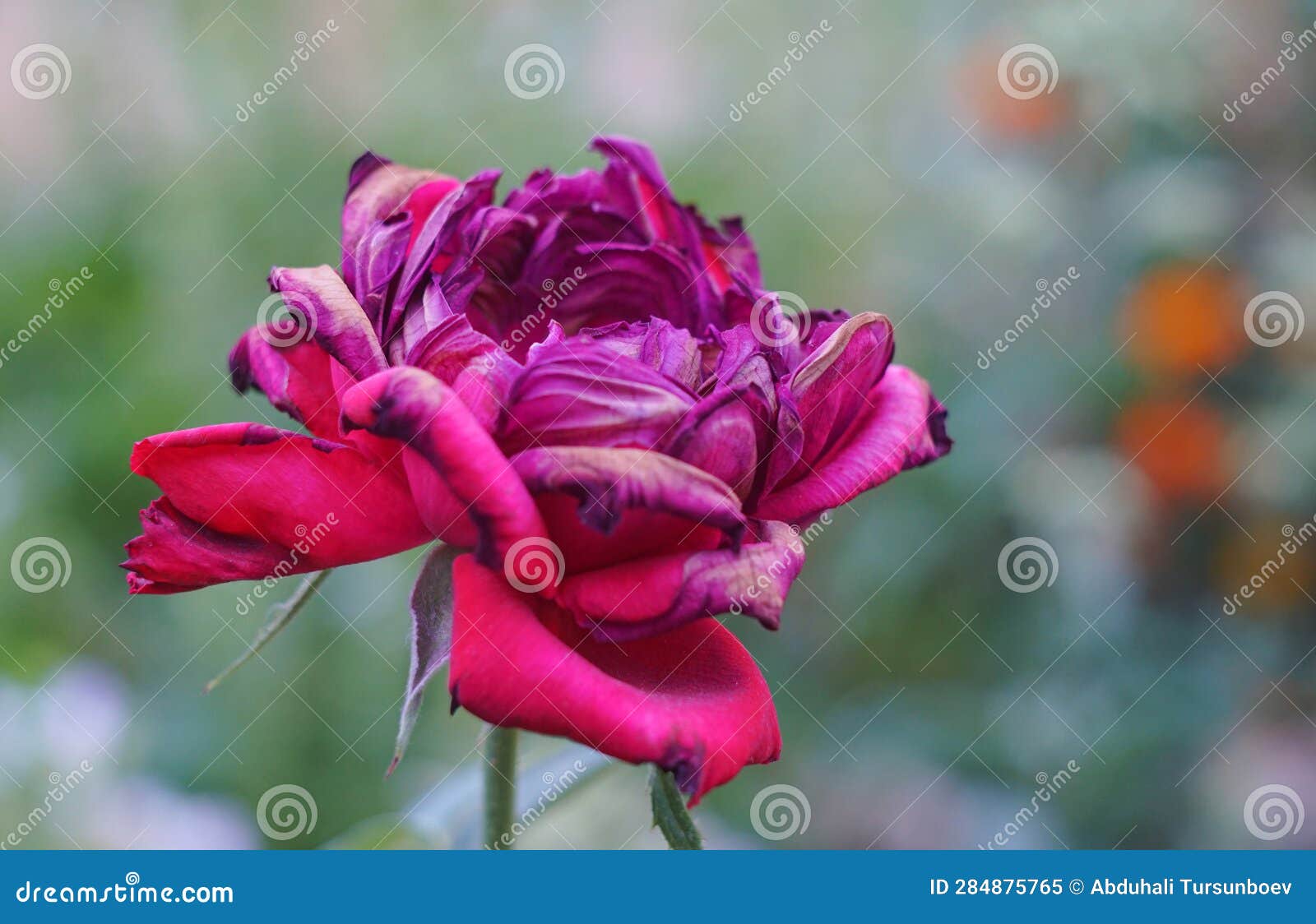 The pink rose fades stock image. Image of blooming, flower - 284875765
