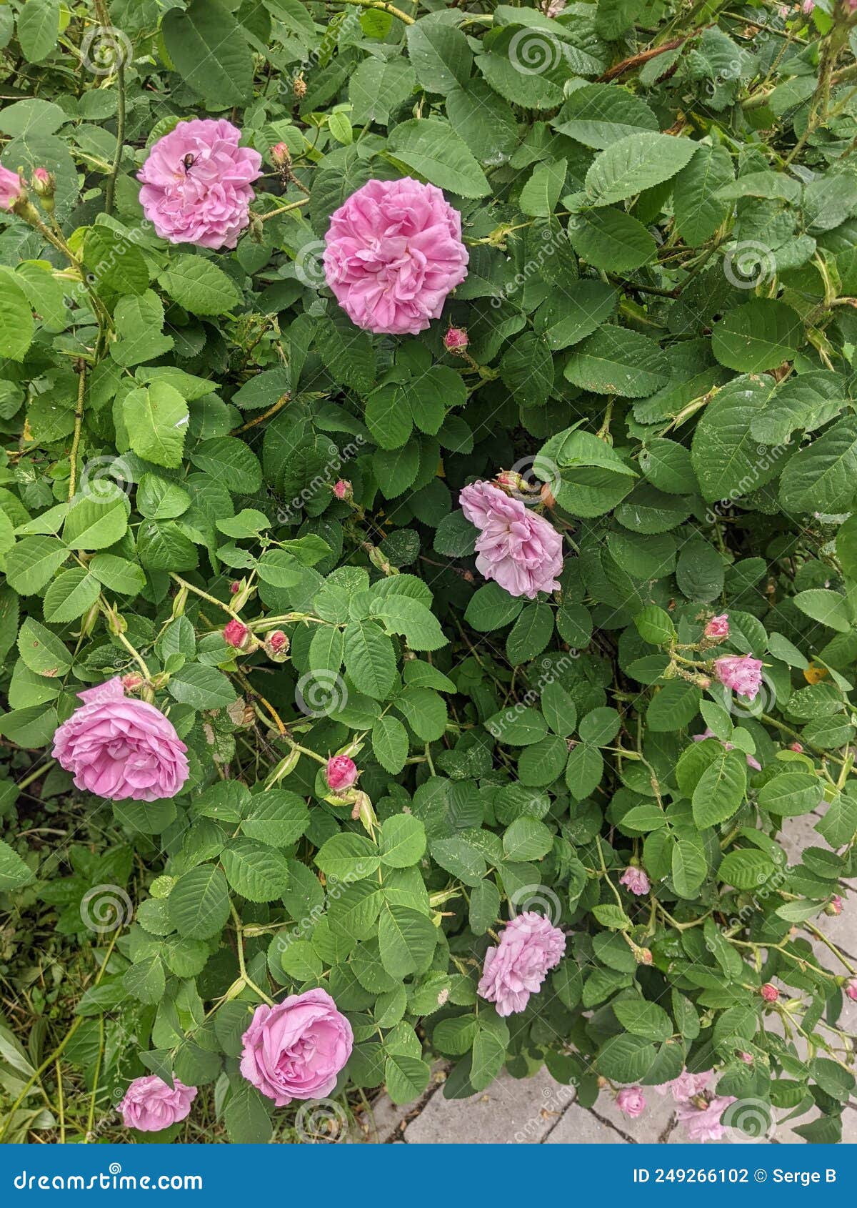 Nice Pink Rose in the Garden in Summer Stock Photo - Image of flower ...