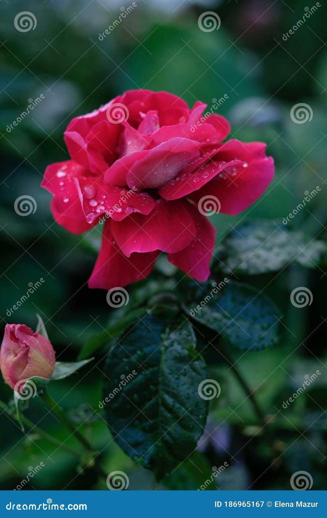 Pink Rose in the Garden after Rain Stock Image - Image of nature ...