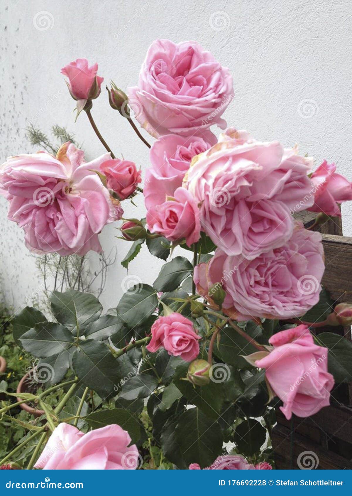 A pink rose in the garden stock photo. Image of branch - 176692228