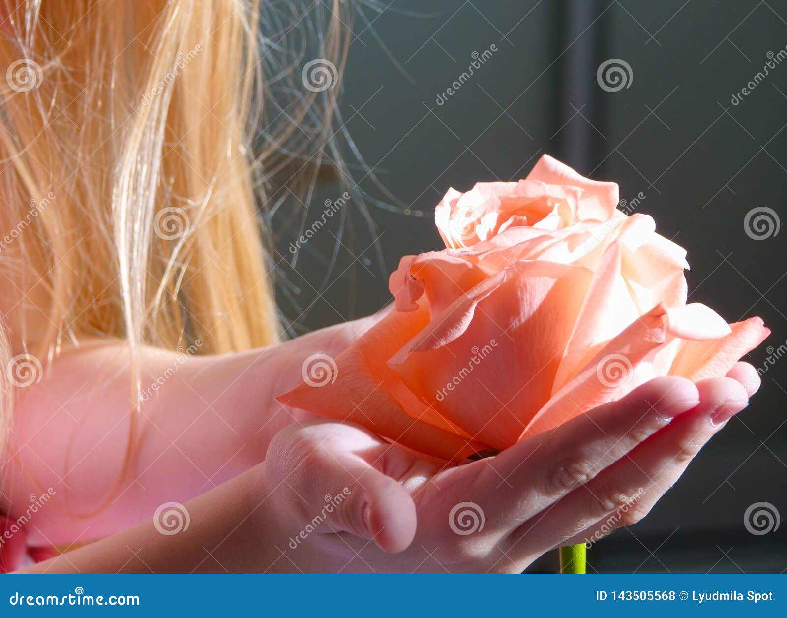 Pink rose on hand stock photo. Image of roses, girl - 143505568